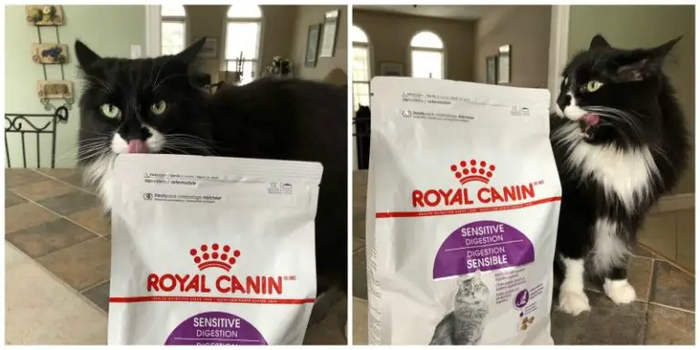 Kibble Science – How it’s Made – The Purrington Post