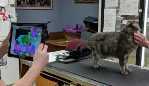 Tools to help detect and treat pain in our cats! – The Purrington Post