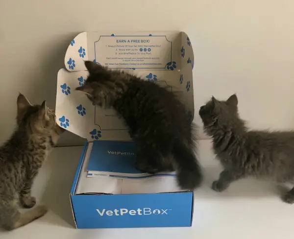 Introducing VetPet Box for Your Cat - The Purrington Post