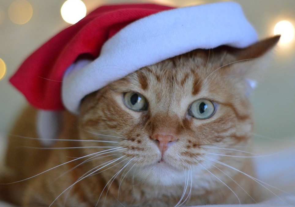 Cat Lovers Holiday Gift Guide 2019 - The Purrington Post