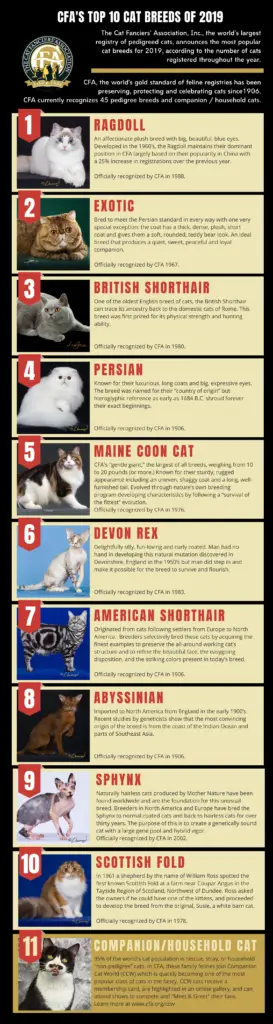 Top 10 Cat Breeds of 2019 – The Purrington Post
