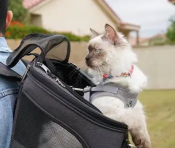 WIN 'The Complete Adventure Cat' Bundle from Your Cat Backpack - The ...