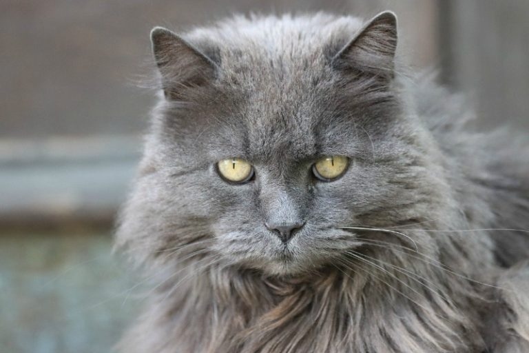 6 Signs of a Stressed Cat and How to Help