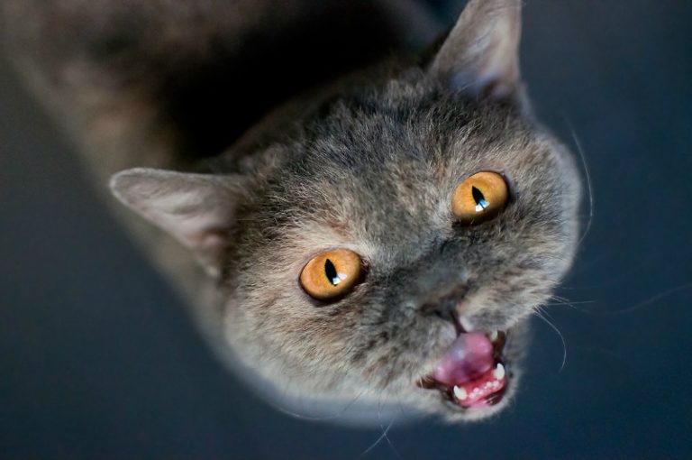 Cat Trilling What Is It And What Does It Mean The Purrington Post Cat Trilling What Is It And What Does It Mean The Purrington Post