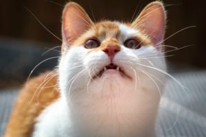 Cat Trilling: What Is It And What Does It Mean? – The Purrington Post