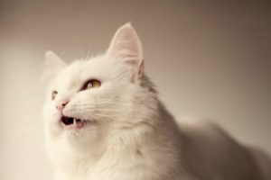 Cat Trilling: What Is It And What Does It Mean? – The Purrington Post