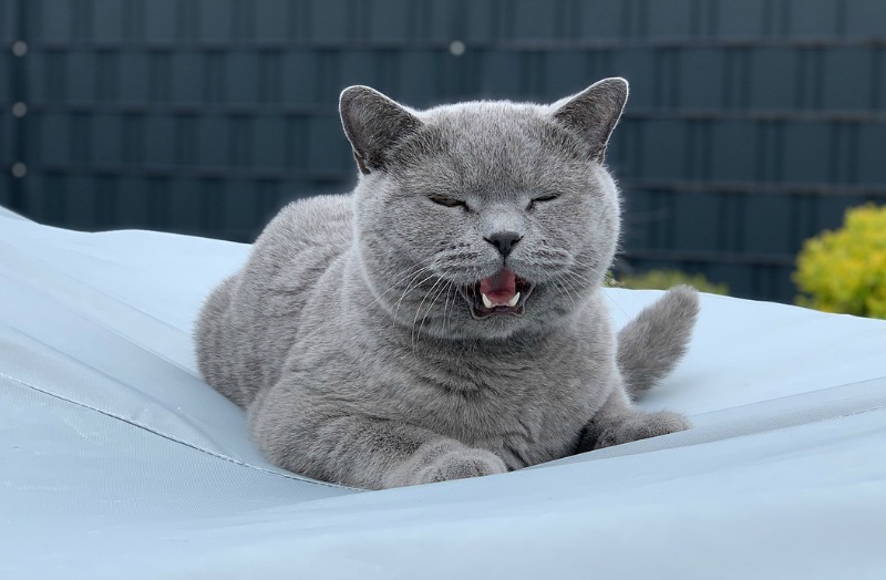 Cat Trilling What Is It And What Does It Mean The Purrington Post Cat Trilling What Is It And What Does It Mean The Purrington Post