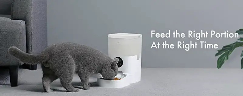 banner – The Purrington Post