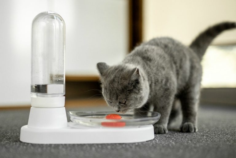 KittySpring: A non-electric, whisker-friendly fountain – The Purrington ...