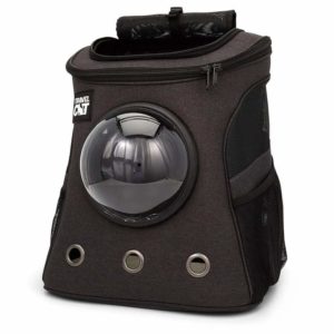 10 Popular Cat Breeds - The Purrington Post