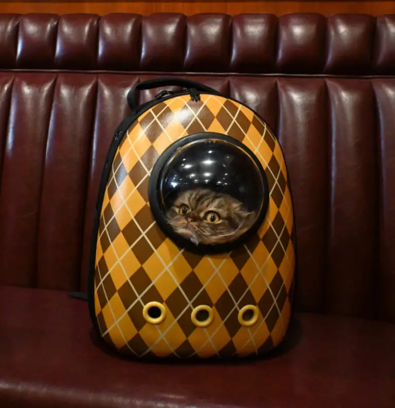 WIN an Argylle x Travel Cat “SPY” Cat Backpack – The Purrington Post