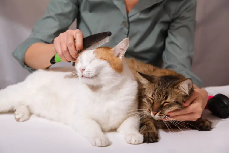 The Science Behind Cat Purring: Why and How Cats Purr – The Purrington Post