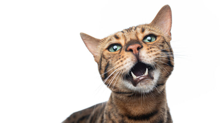 Decoding Cat Trilling: Understanding the Why, How, and When of Your ...