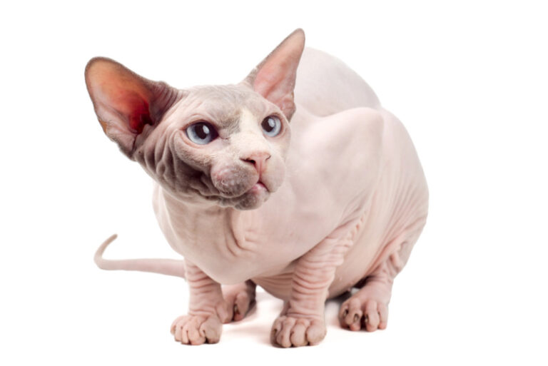 The 10 Smartest Cat Breeds – The Purrington Post