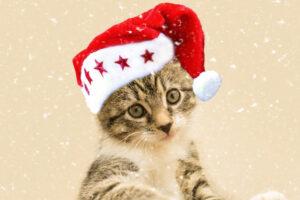 The Purrington Post – A Fresh, Fun and Feline Friendly Cat Blog and ...